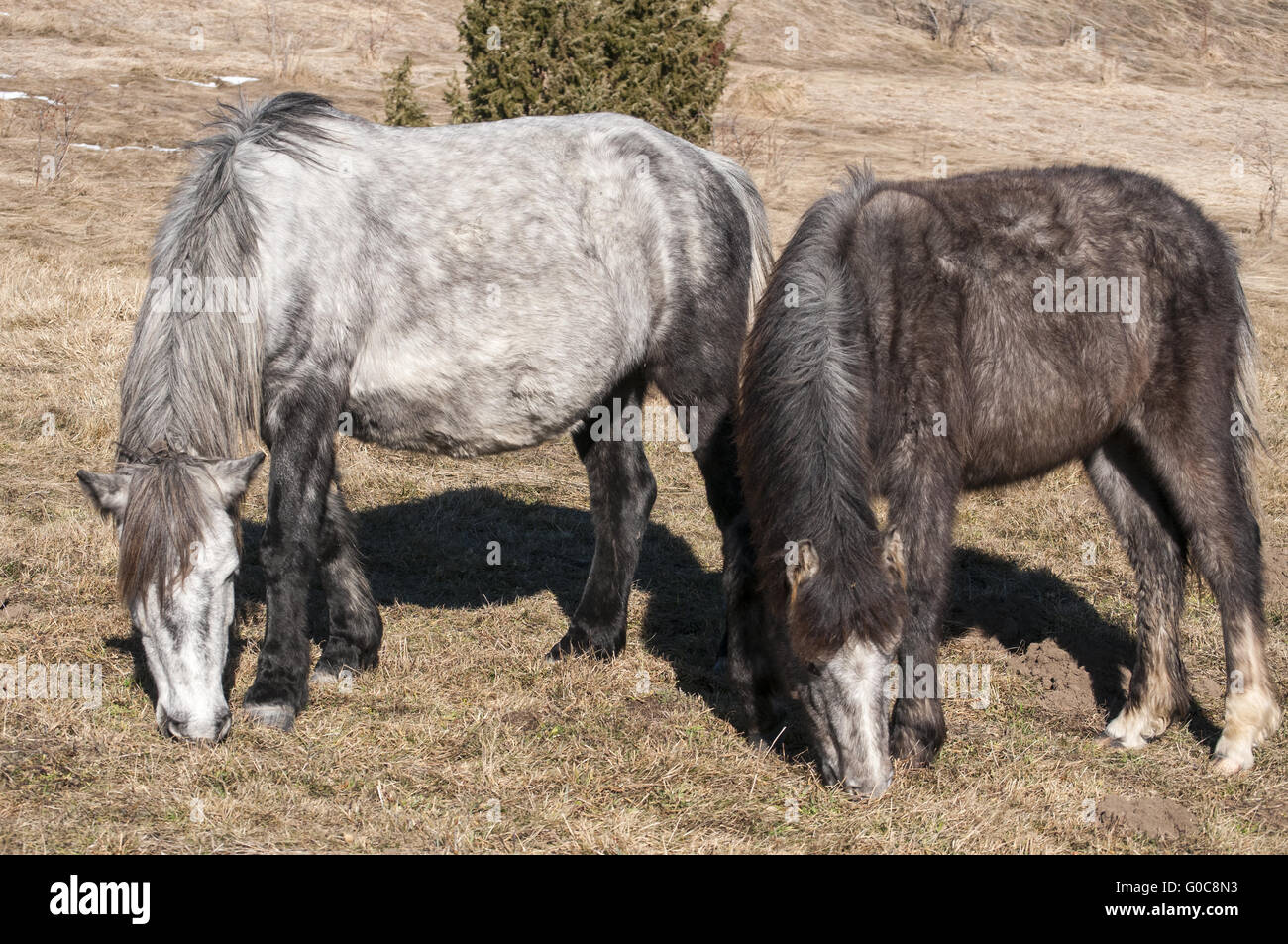 Hinnies hi-res stock photography and images - Alamy