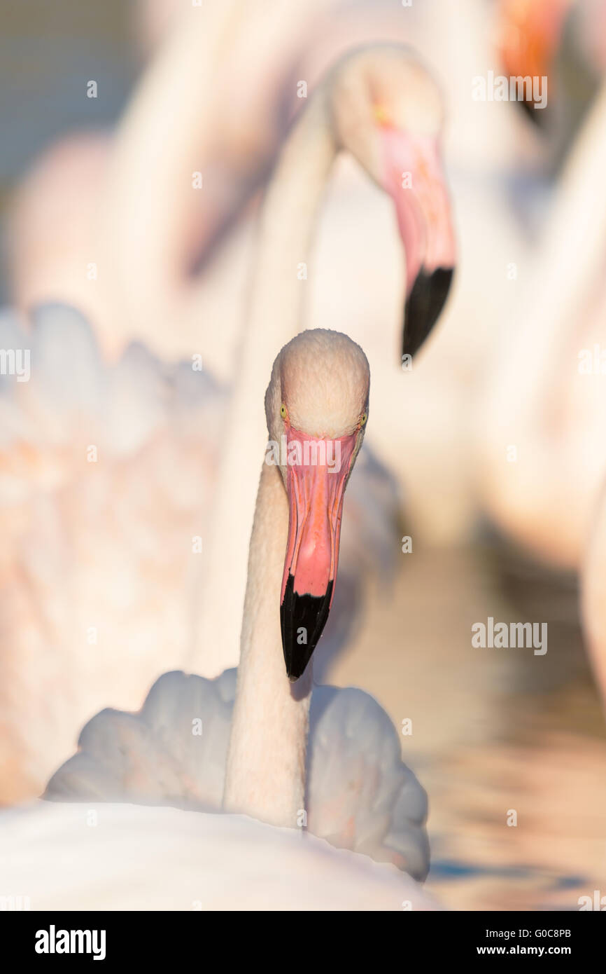 a group of flamingos in the camargue in france Stock Photo - Alamy
