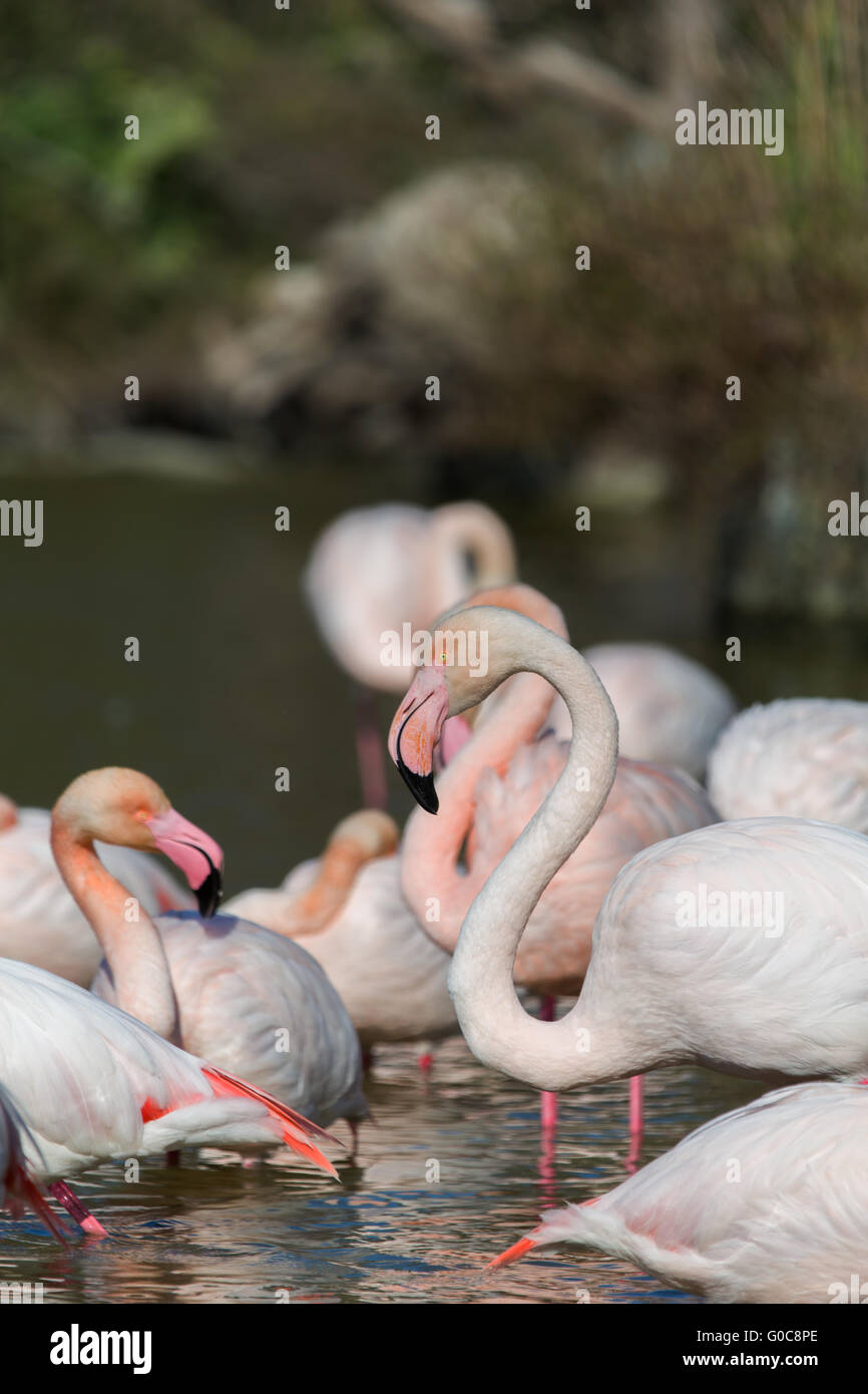 a group of flamingos in the camargue in france Stock Photo - Alamy