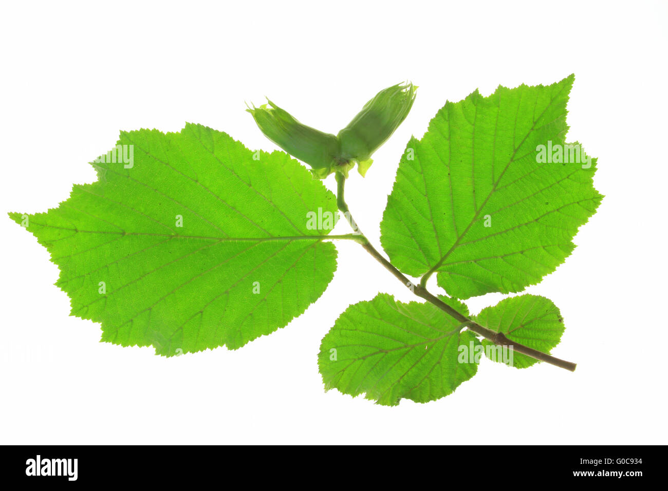 Hazel tree twig hi-res stock photography and images - Alamy