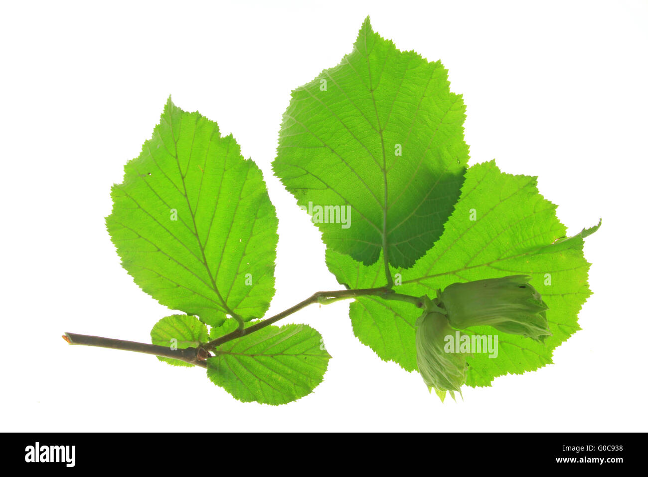 Common hazel corylus avellana detail Cut Out Stock Images & Pictures ...