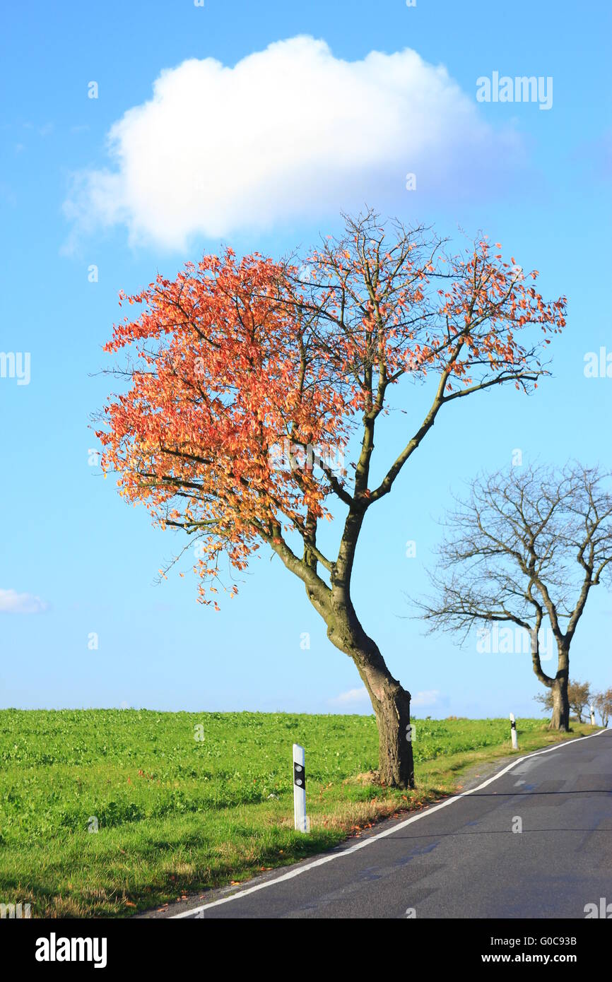 Autumn tree on a country road Stock Photo - Alamy