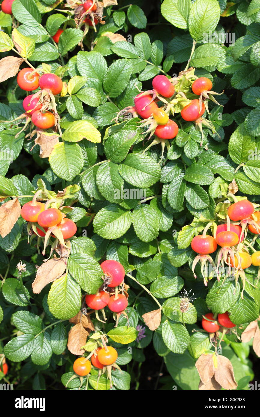 Bush of plump ripening red rosehips Stock Photo - Alamy