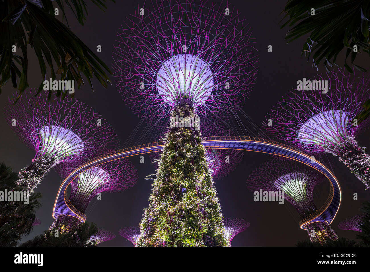 The Supertree Grove during the Evening Garden Rhapsody Sound and Light ...