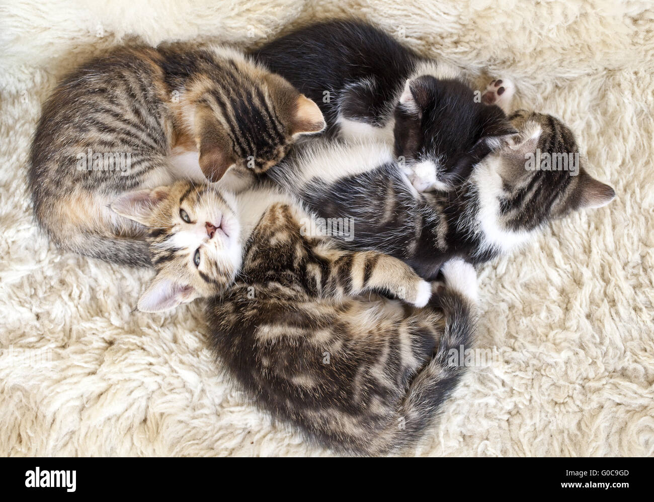 Kittens cuddle hi-res stock photography and images - Alamy
