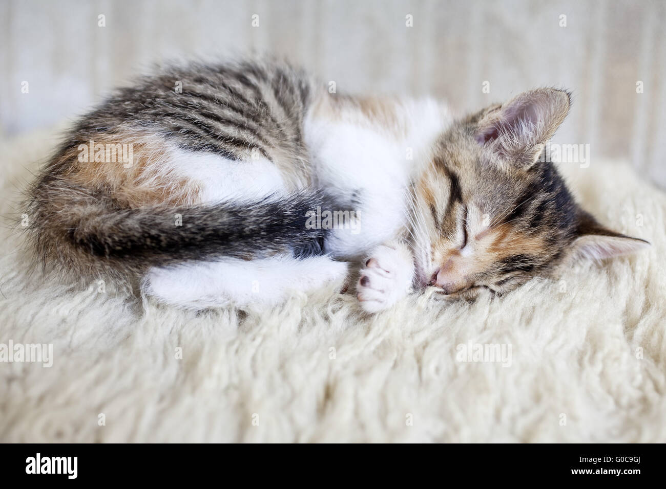 Sleeping kitten hi-res stock photography and images - Alamy