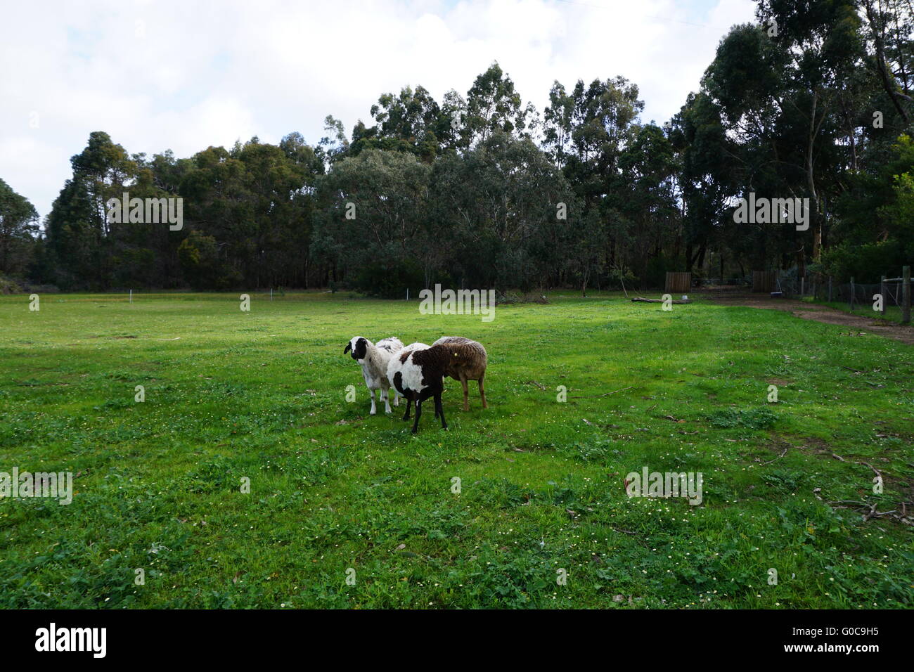 Perth and sheep farm and australia hi-res stock photography and images ...