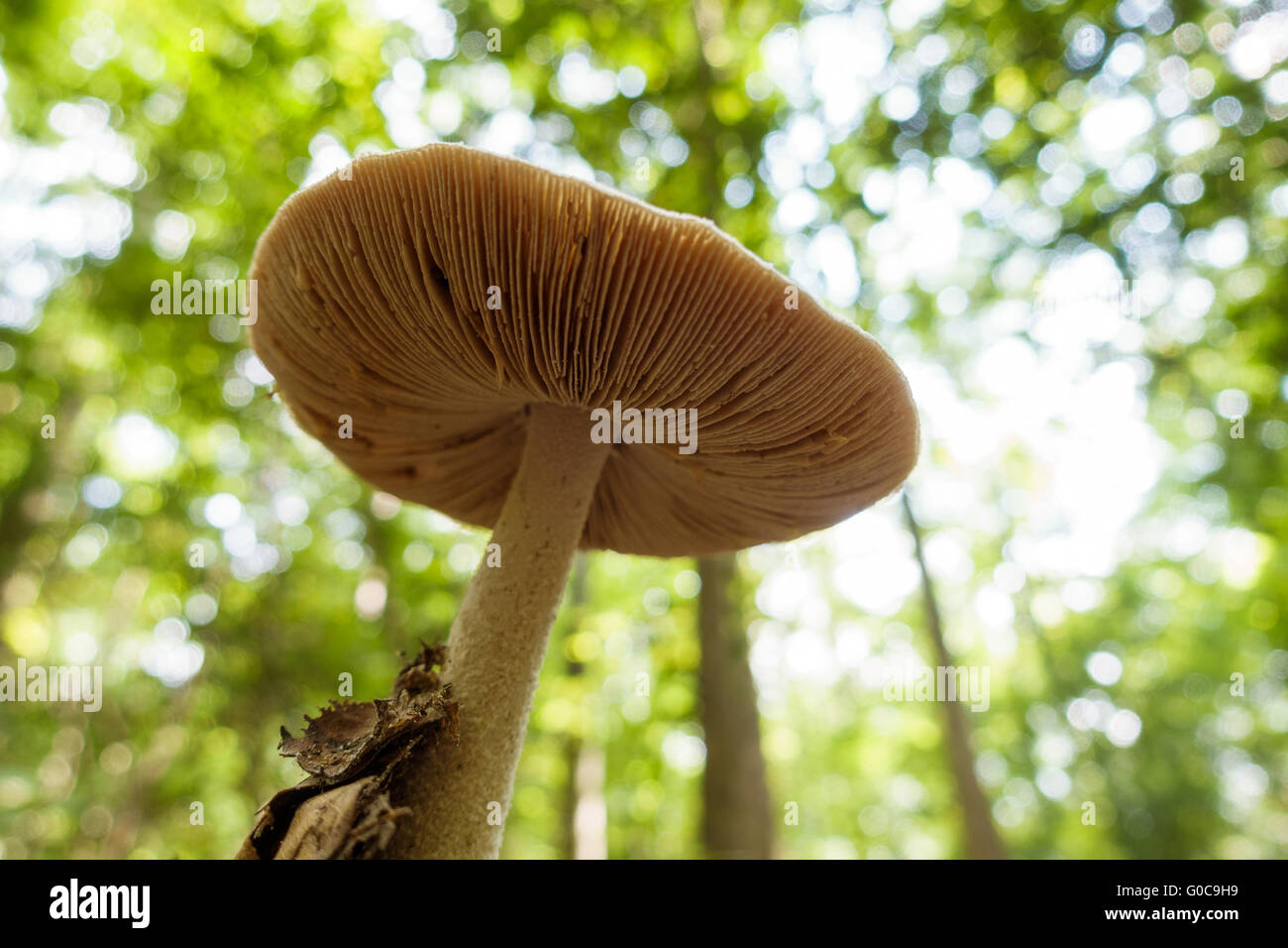 Mushroom seen from underneath in the forest Stock Photo - Alamy