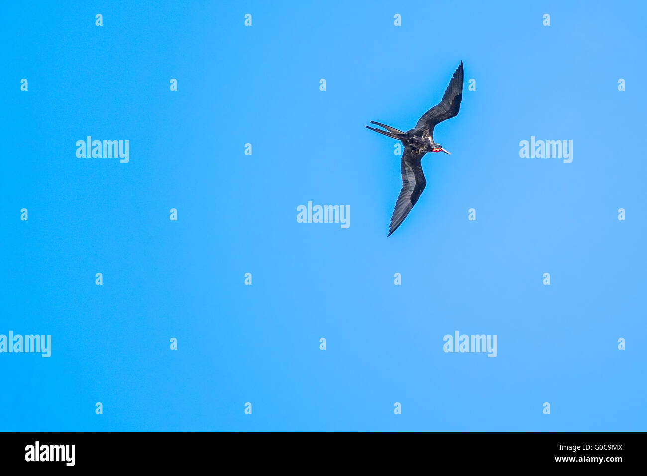 male Frigate Bird In Flight Philipsburg Saint Mart Stock Photo - Alamy