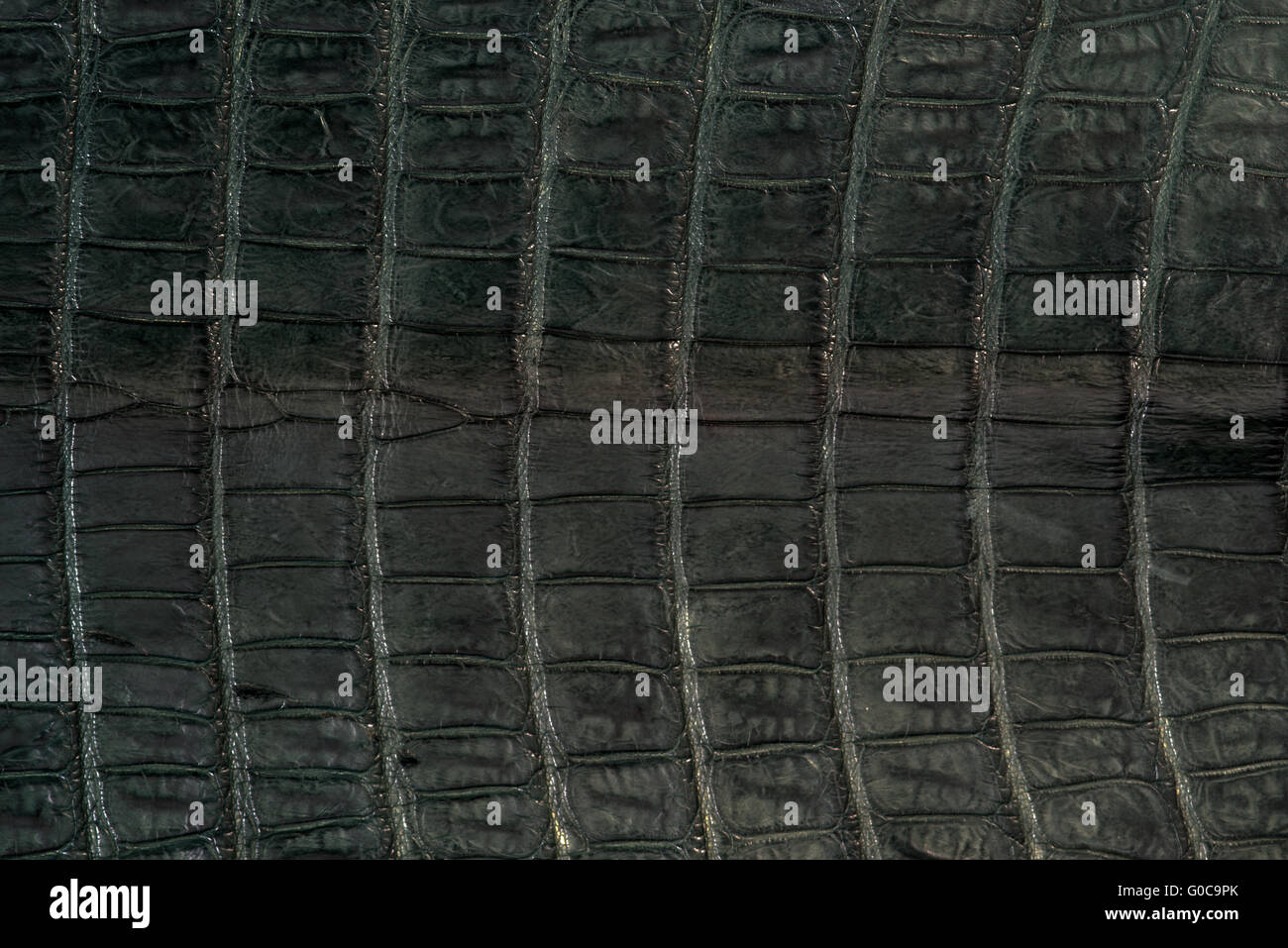 Alligator skin texture hi-res stock photography and images - Alamy