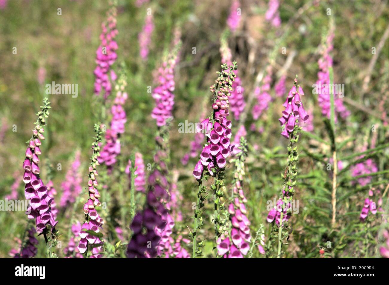 Thimble weed hi-res stock photography and images - Alamy