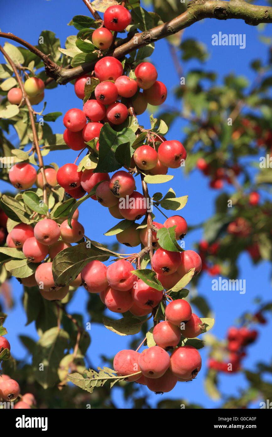 Ornamental Apple Tree High Resolution Stock Photography and Images - Alamy