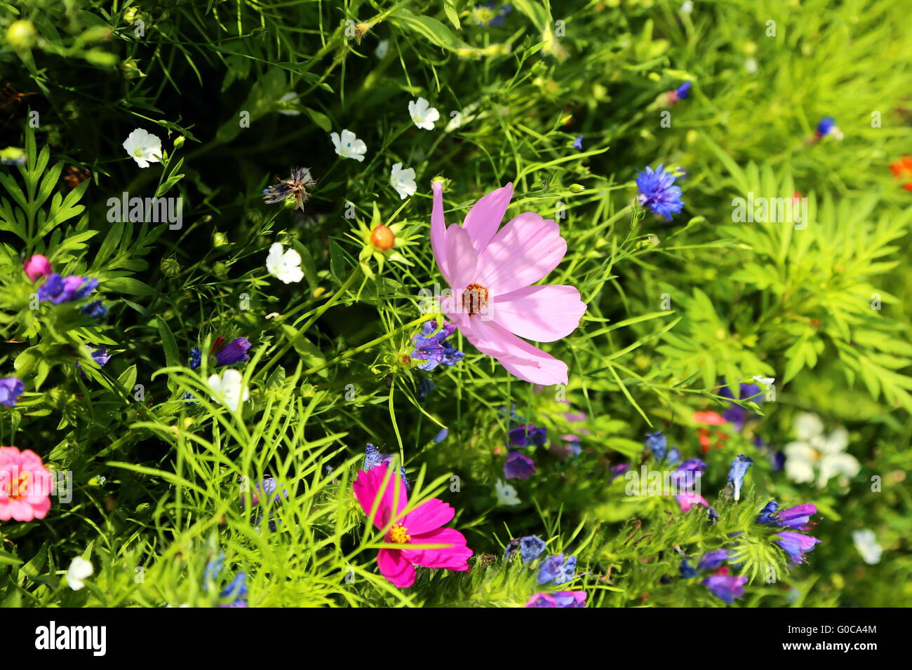 Blumenwiese wiesenblumen wildblumen wiese blumen hi-res stock ...