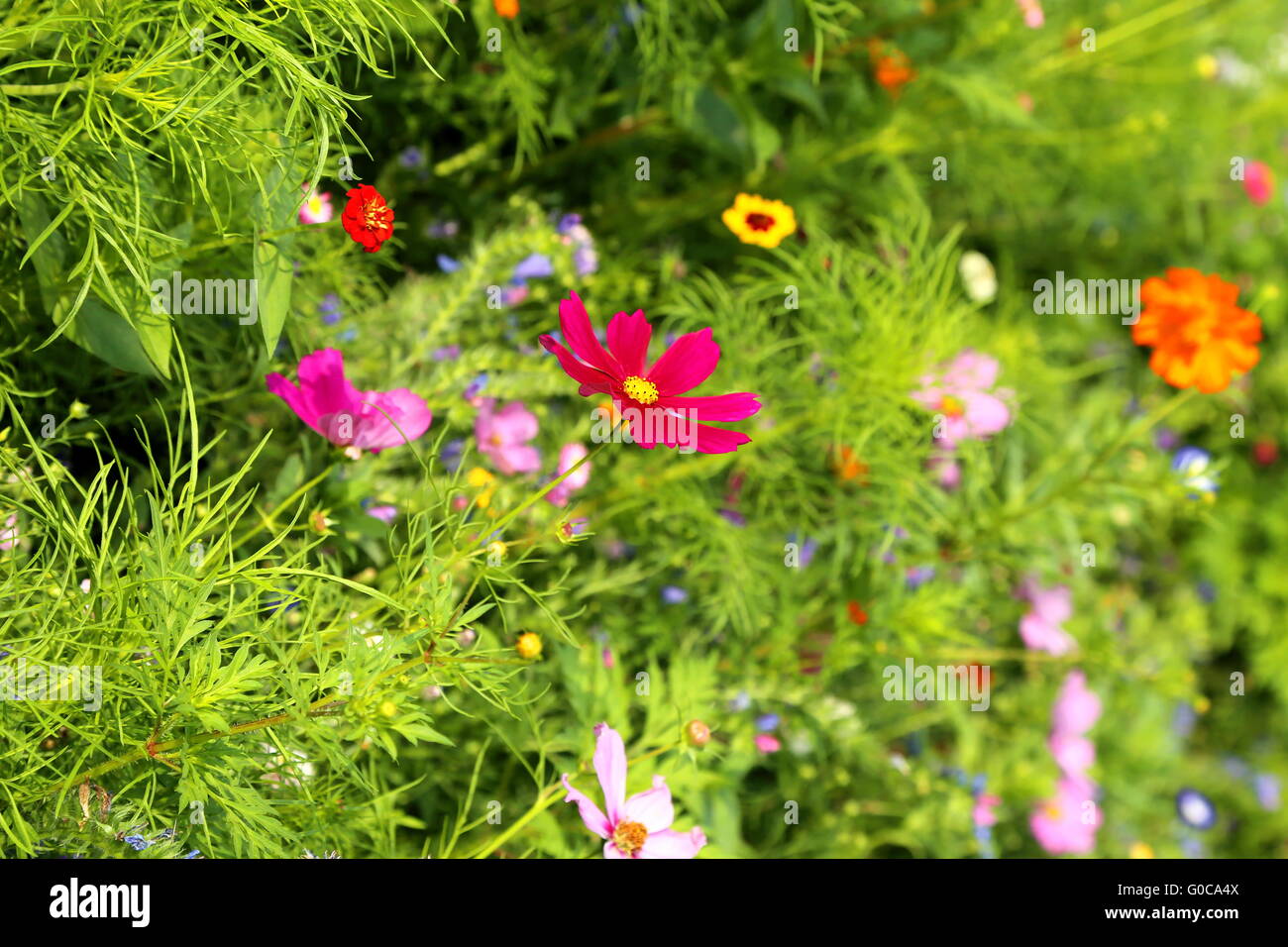 Blumenwiese wiesenblumen wildblumen wiese blumen hi-res stock ...