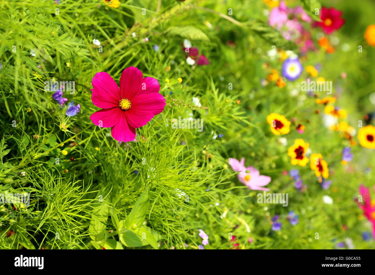 Blumenwiese wiesenblumen wildblumen wiese blumen hi-res stock ...