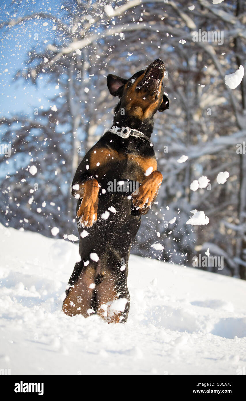 Flurry of action hi-res stock photography and images - Alamy