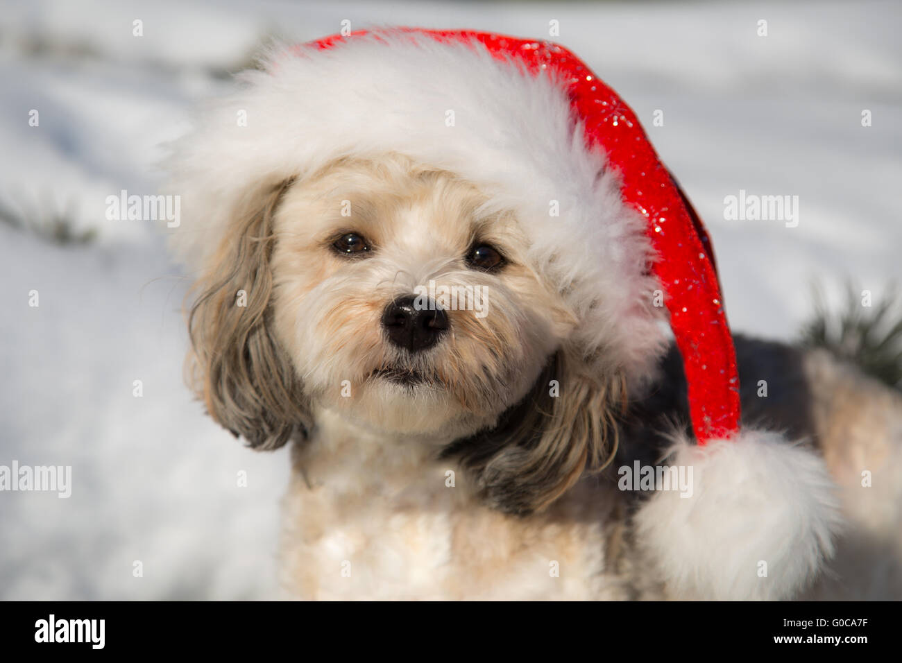 Doggy stocking hi-res stock photography and images - Alamy
