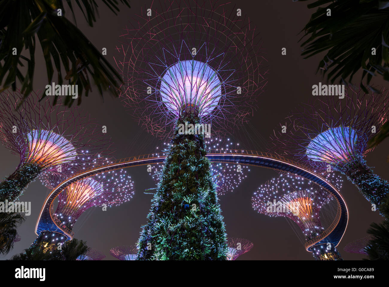 The Supertree Grove during the Evening Garden Rhapsody Sound and Light ...