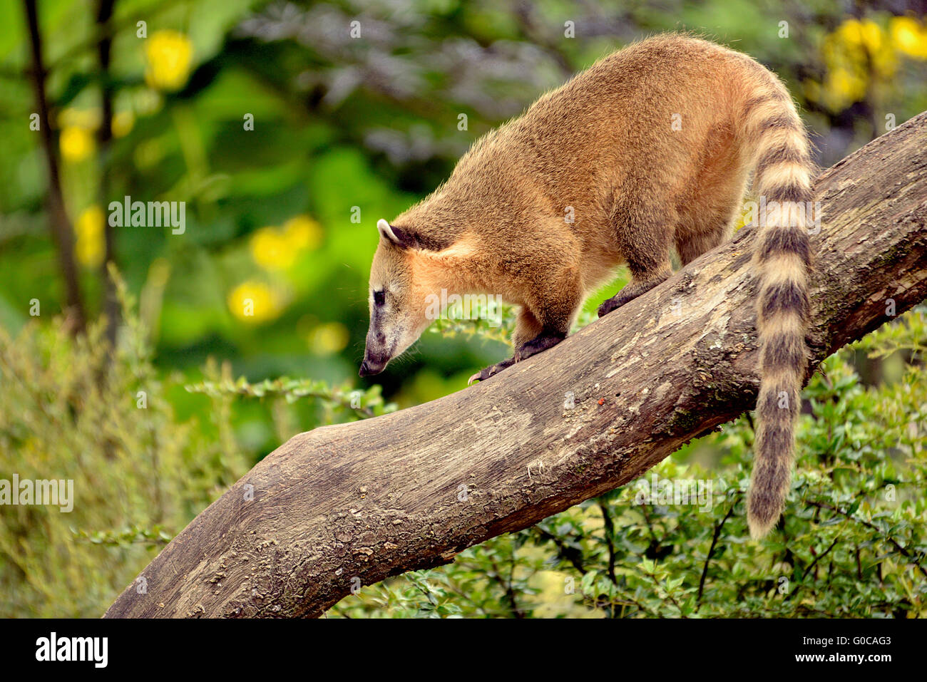 South American Coati, or Ring-tailed Coati (Nasua nasua), standing on ...