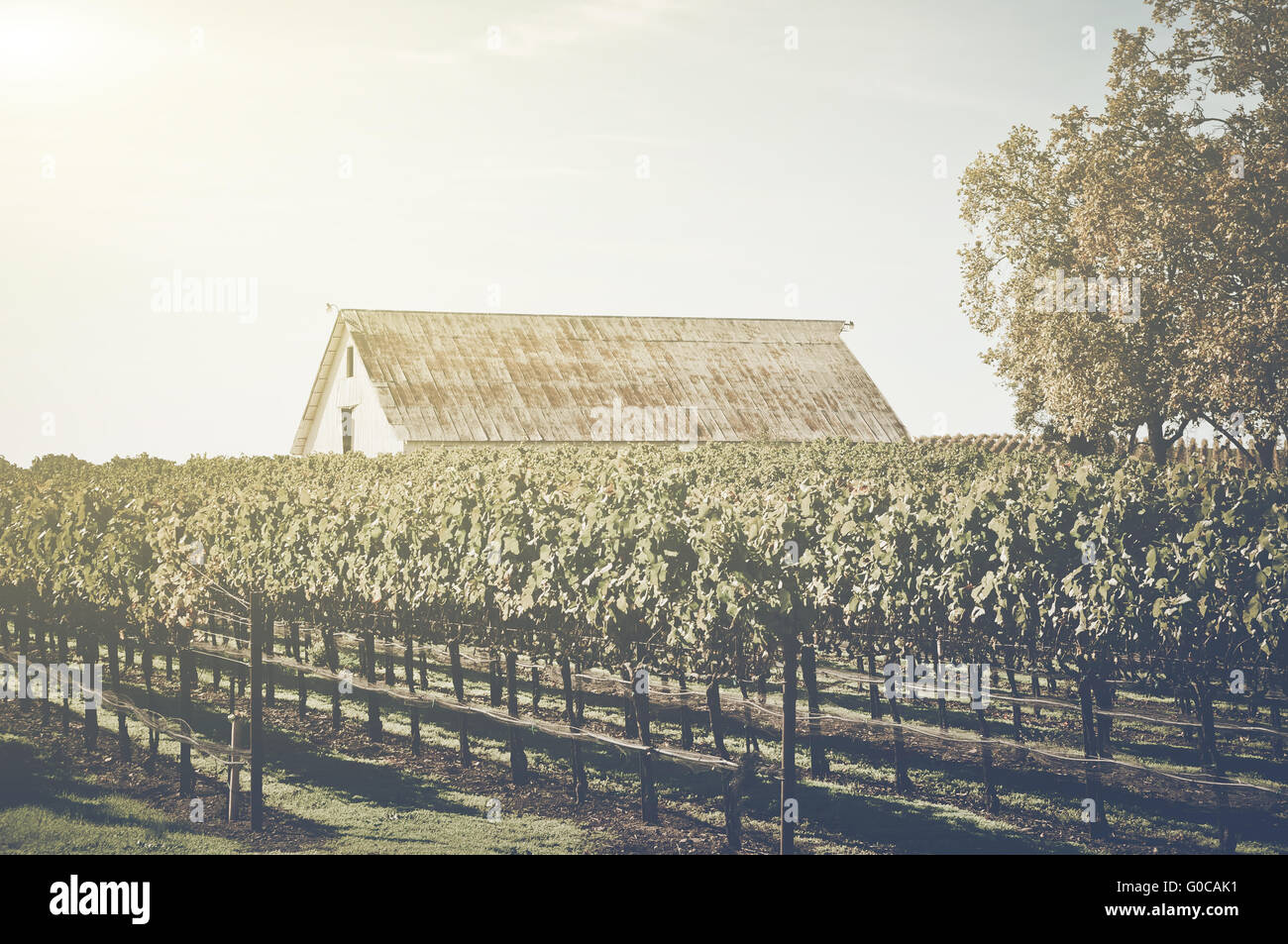 Vintage Barn in Vineyard applying Retro Film Style Stock Photo - Alamy