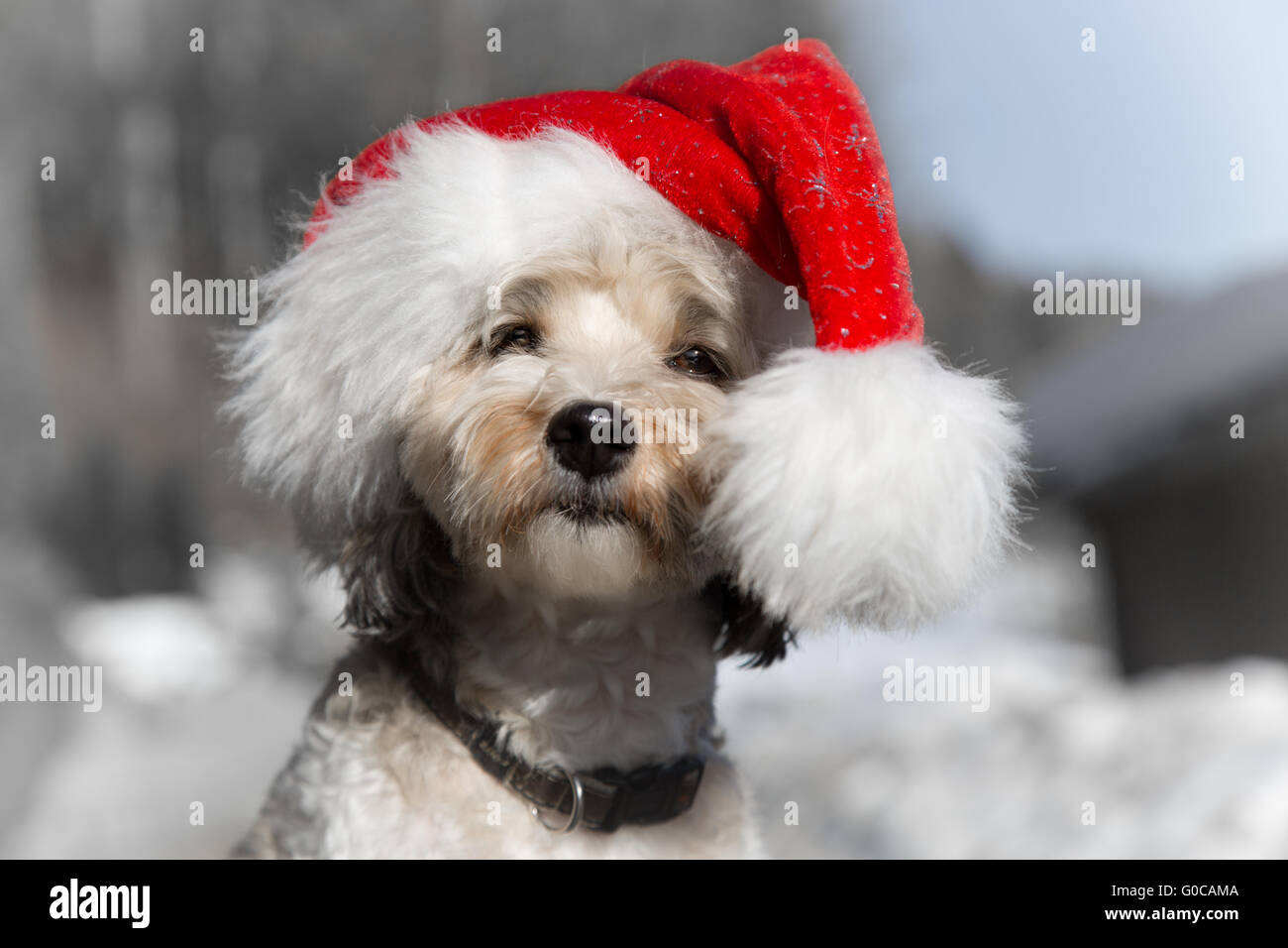 Doggy stocking hi-res stock photography and images - Alamy