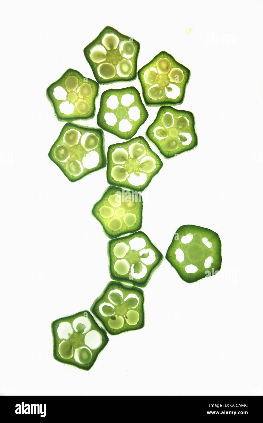 Okra cross section hi-res stock photography and images - Alamy