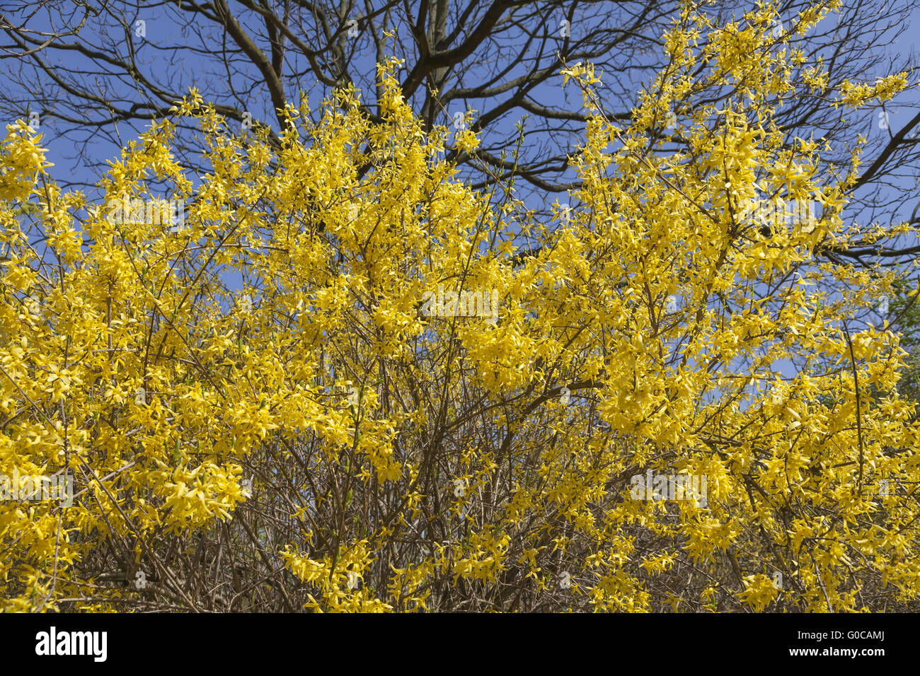 Forsythia x intermedia, Border Forsythia in spring Stock Photo - Alamy