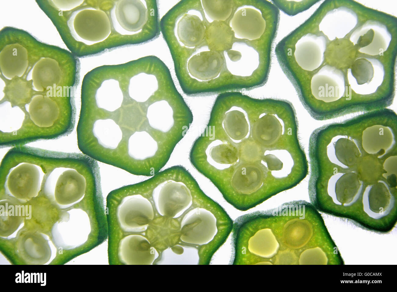 Cross section of Abelmoschus esculentus, Lady Finger Stock Photo - Alamy