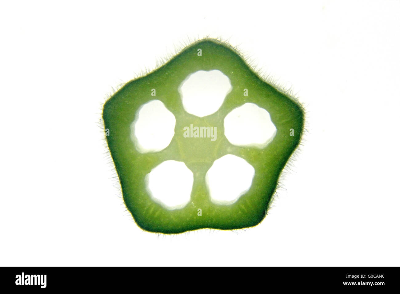 Cross section of Abelmoschus esculentus, Lady Finger Stock Photo - Alamy