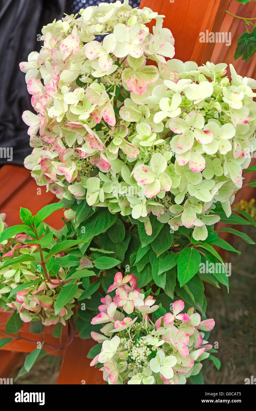 Flowering branch of hydrangeas Stock Photo - Alamy
