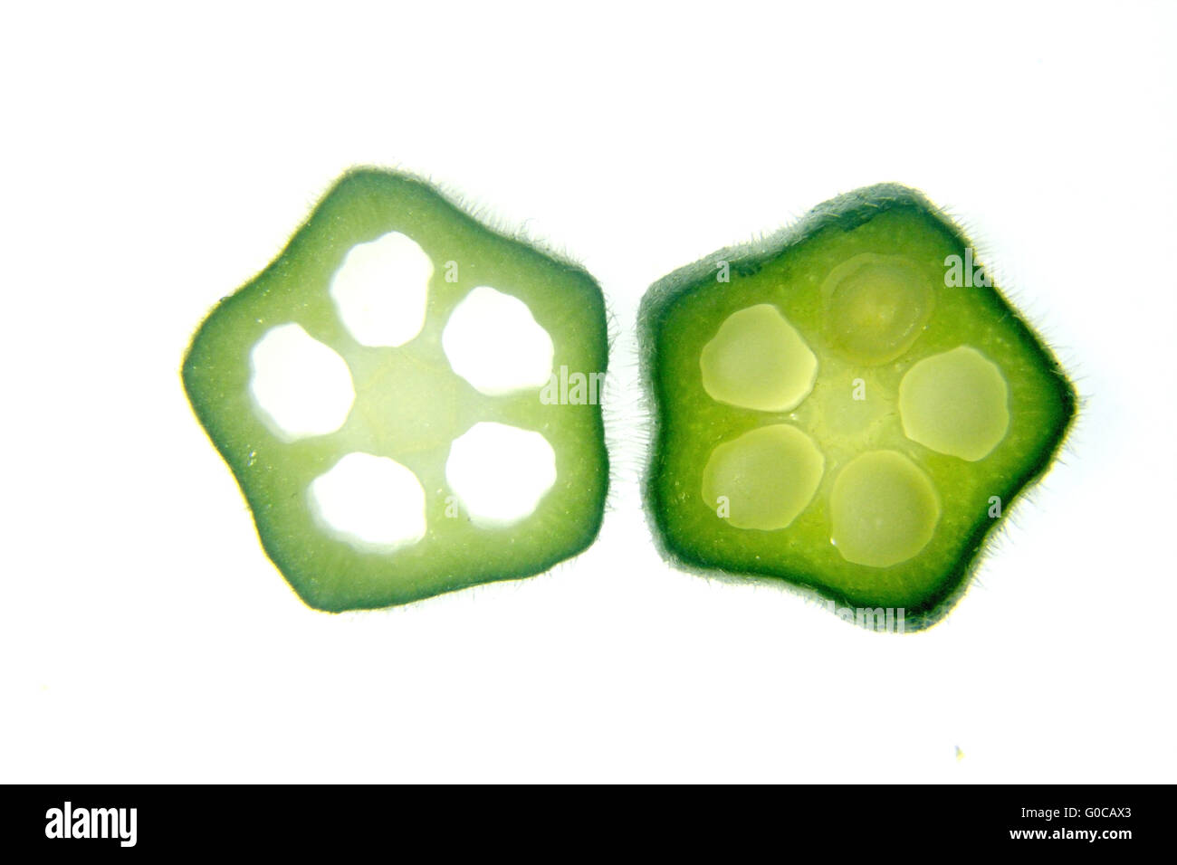 Cross section of Abelmoschus esculentus, Lady Finger Stock Photo - Alamy