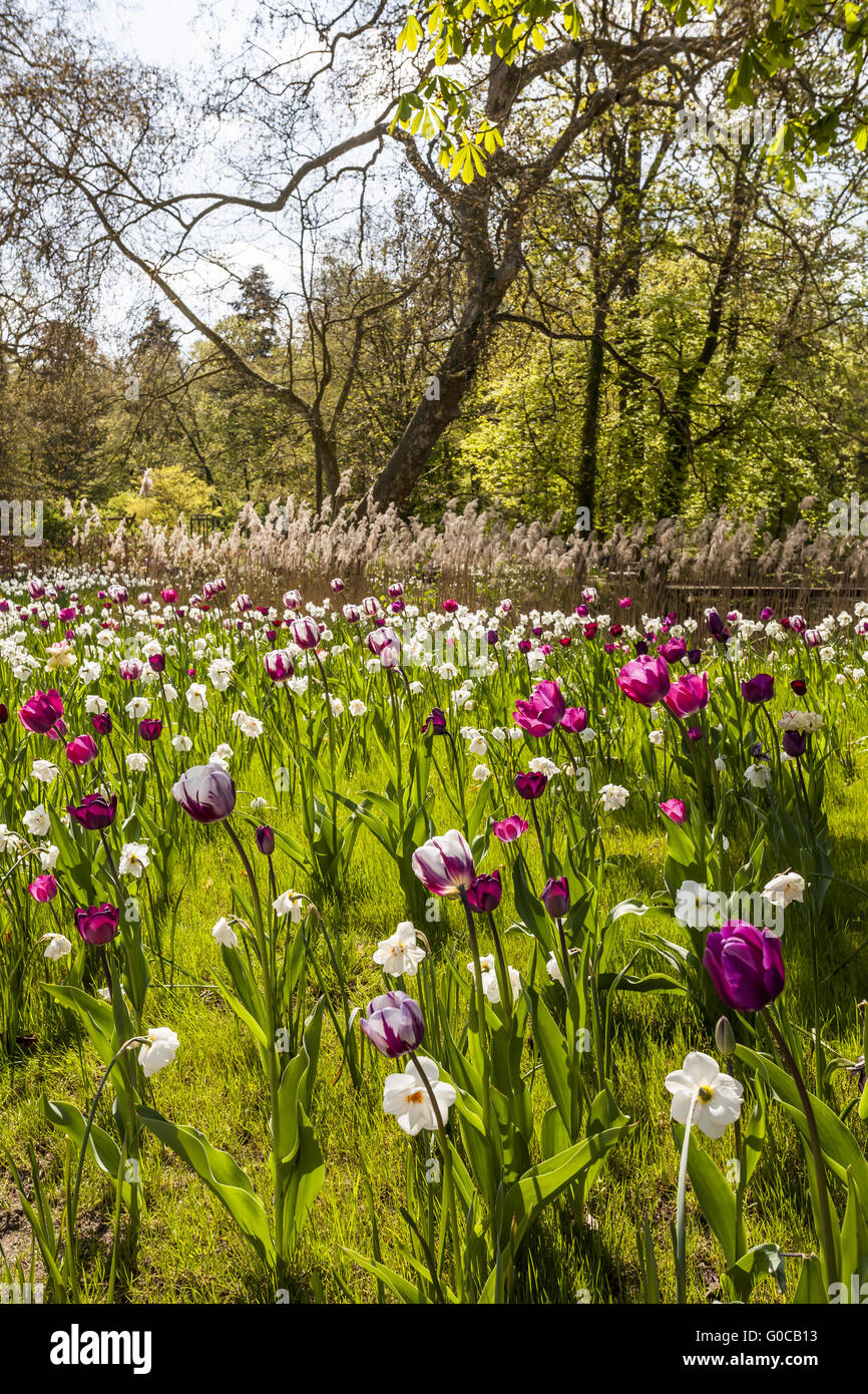 Spring flower meadow with tulips and lent lilies Stock Photo - Alamy