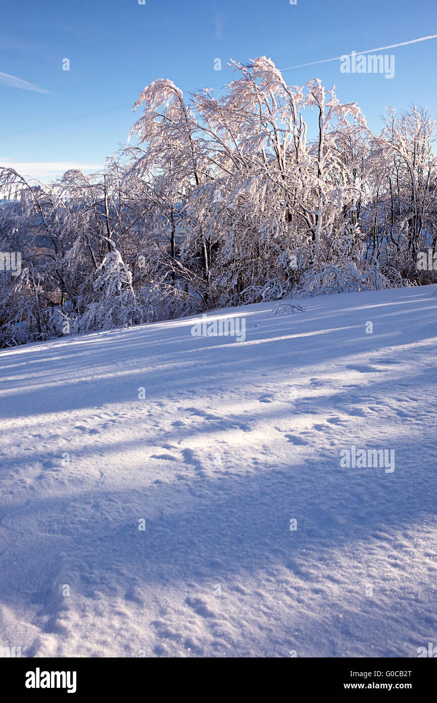 Winter mountain landscape with fir trees on the hill Stock Photo - Alamy