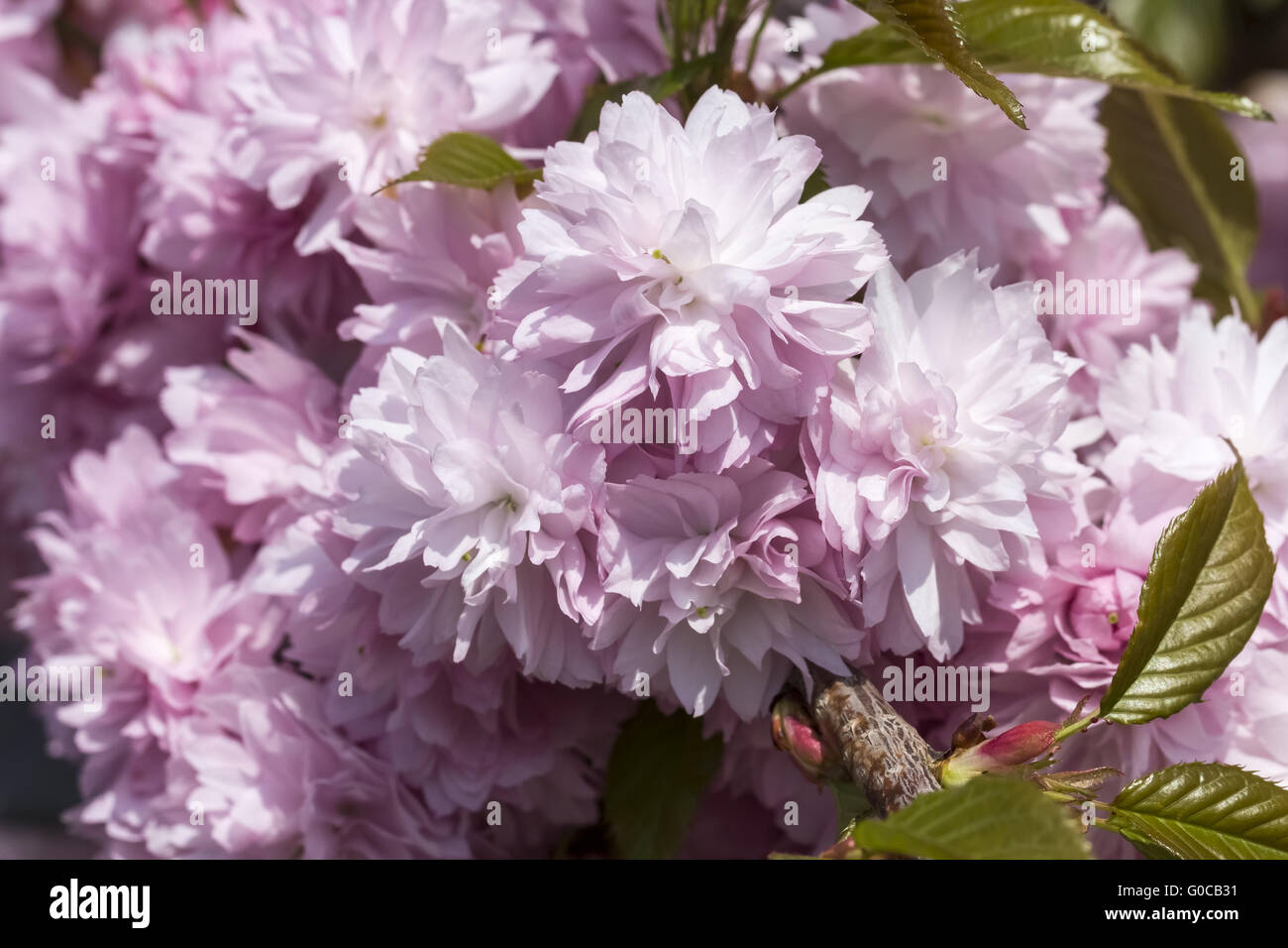 Prunus serrulata, Flowering cherry tree in spring Stock Photo - Alamy