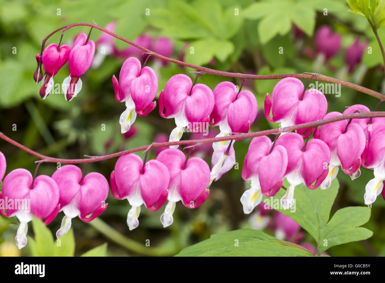 Herzelstock hi-res stock photography and images - Alamy