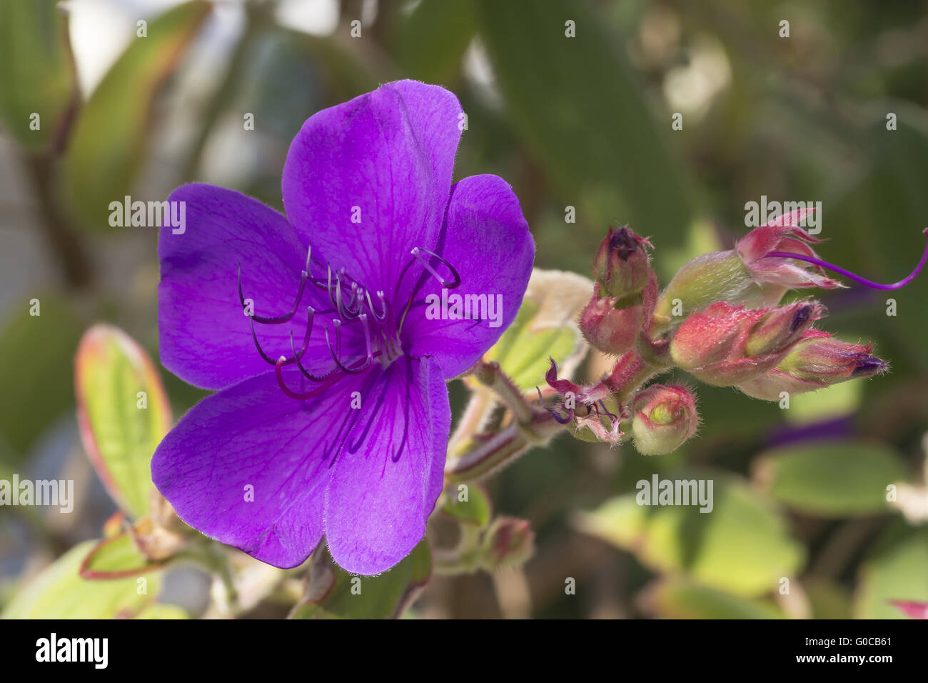 Tibouchina urvilleana, Princess flower, Glory bush Stock Photo - Alamy