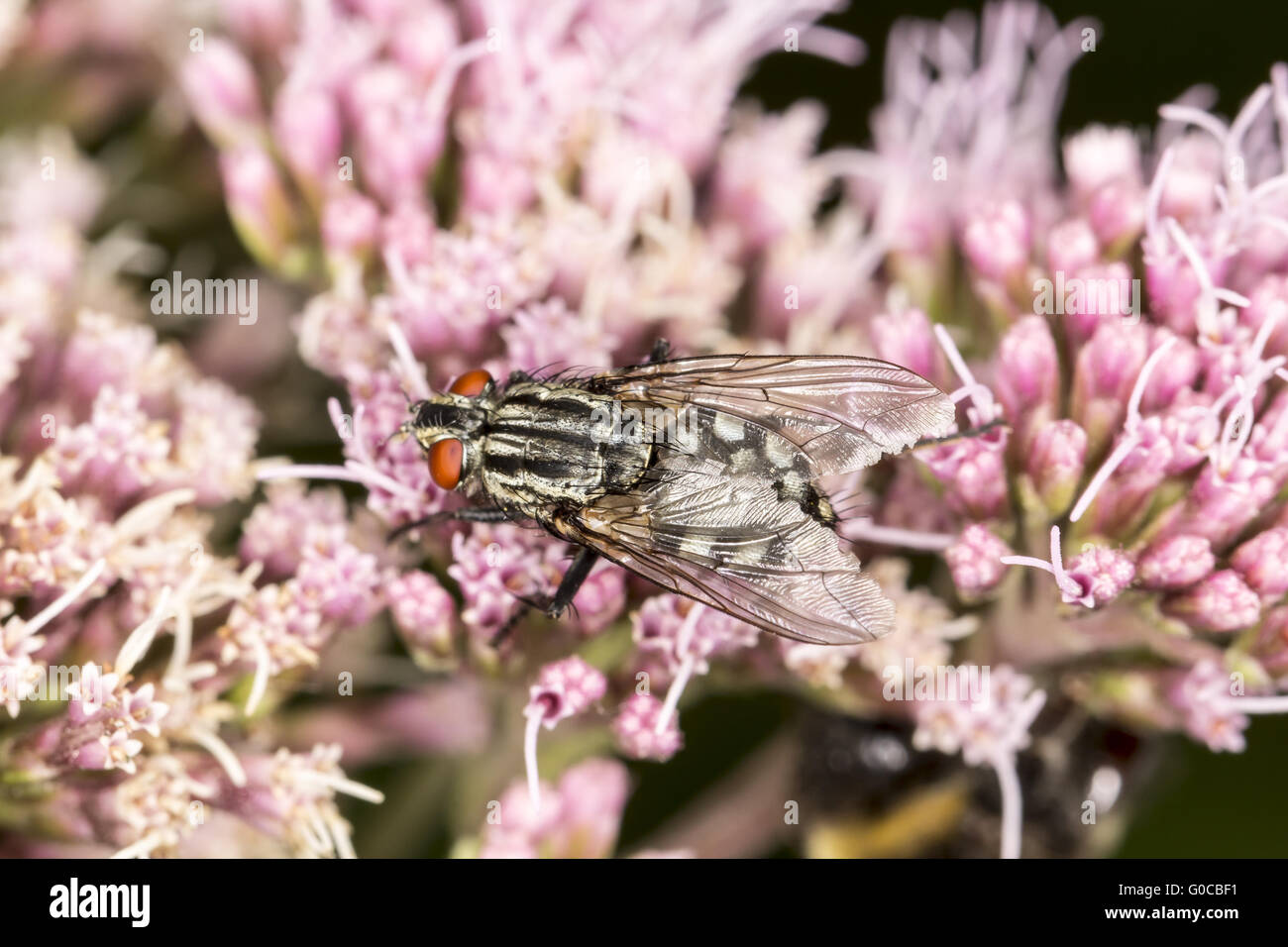 Sarcophaga carnaria, Common flesh fly, Germany Stock Photo - Alamy