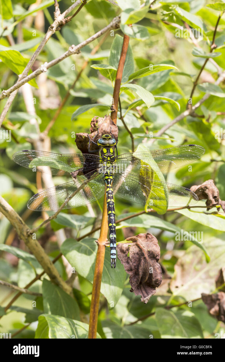 German dragonflies hi-res stock photography and images - Alamy