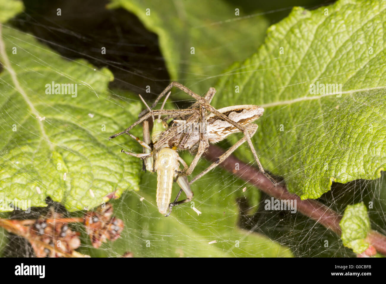 Raubspinne pisaura mirabilis hi-res stock photography and images - Alamy