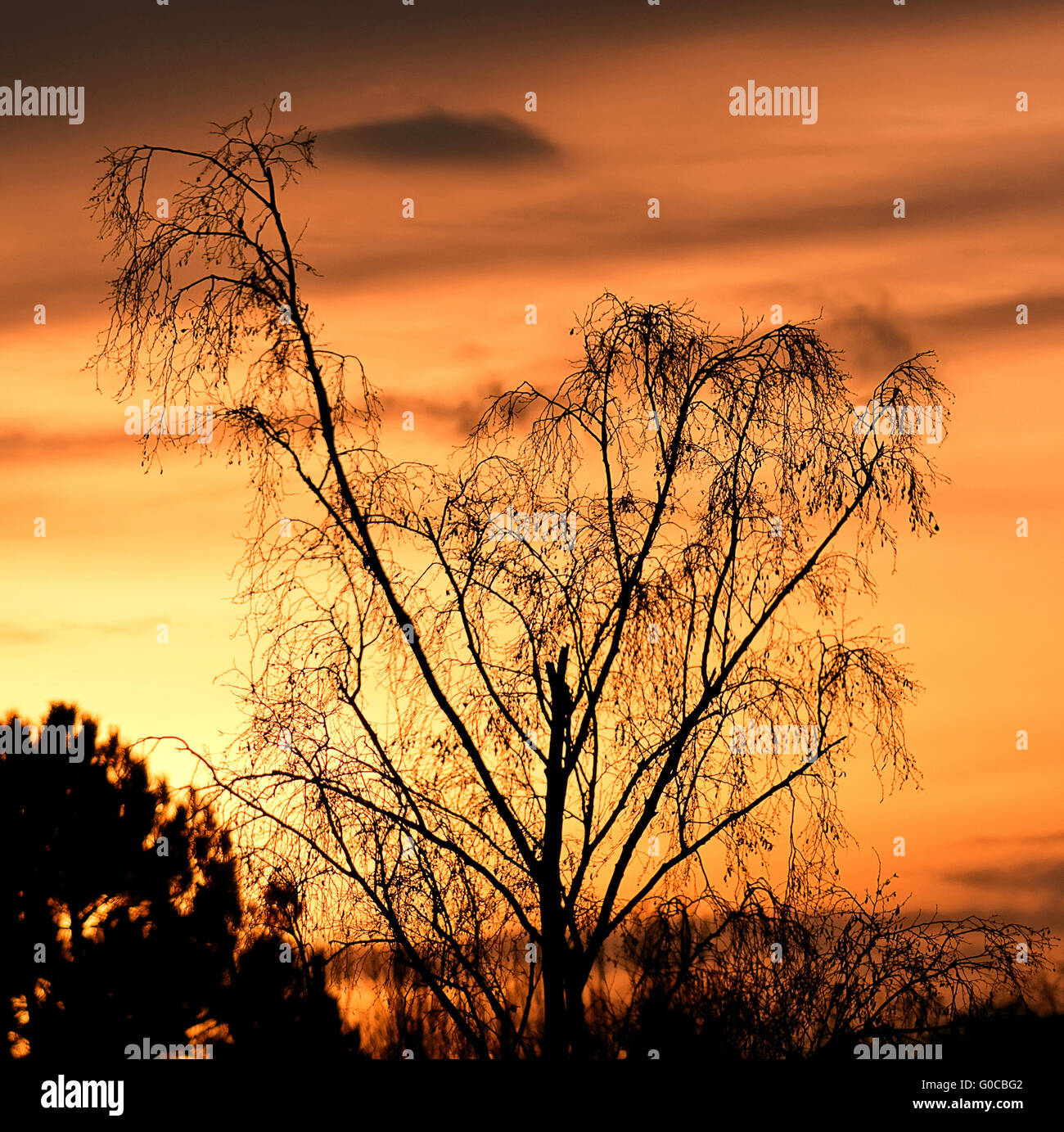 Birch tree under red sunset Stock Photo - Alamy