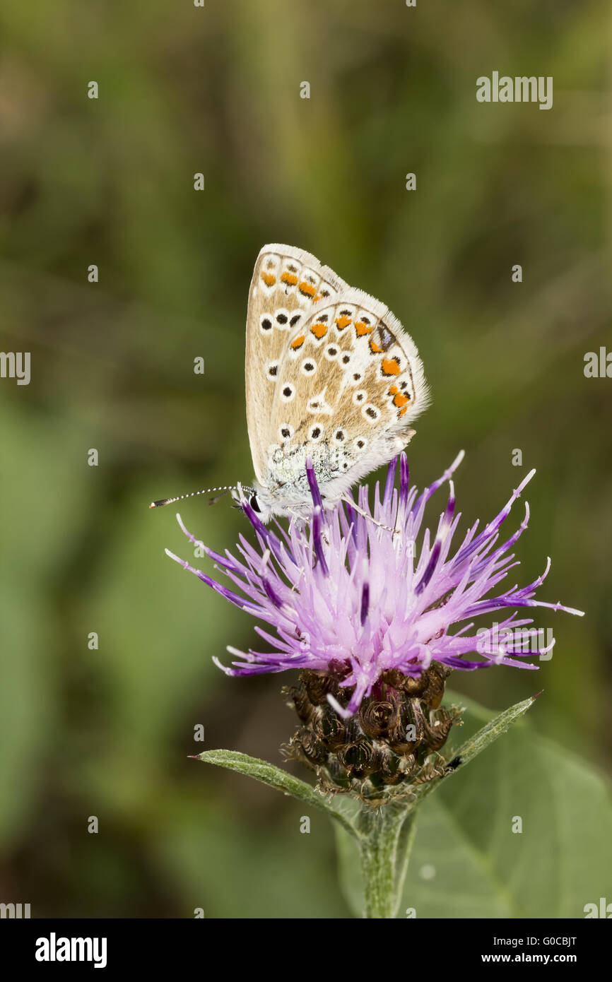 Polyommatus icarus, Common Blue butterfly, Germany Stock Photo - Alamy