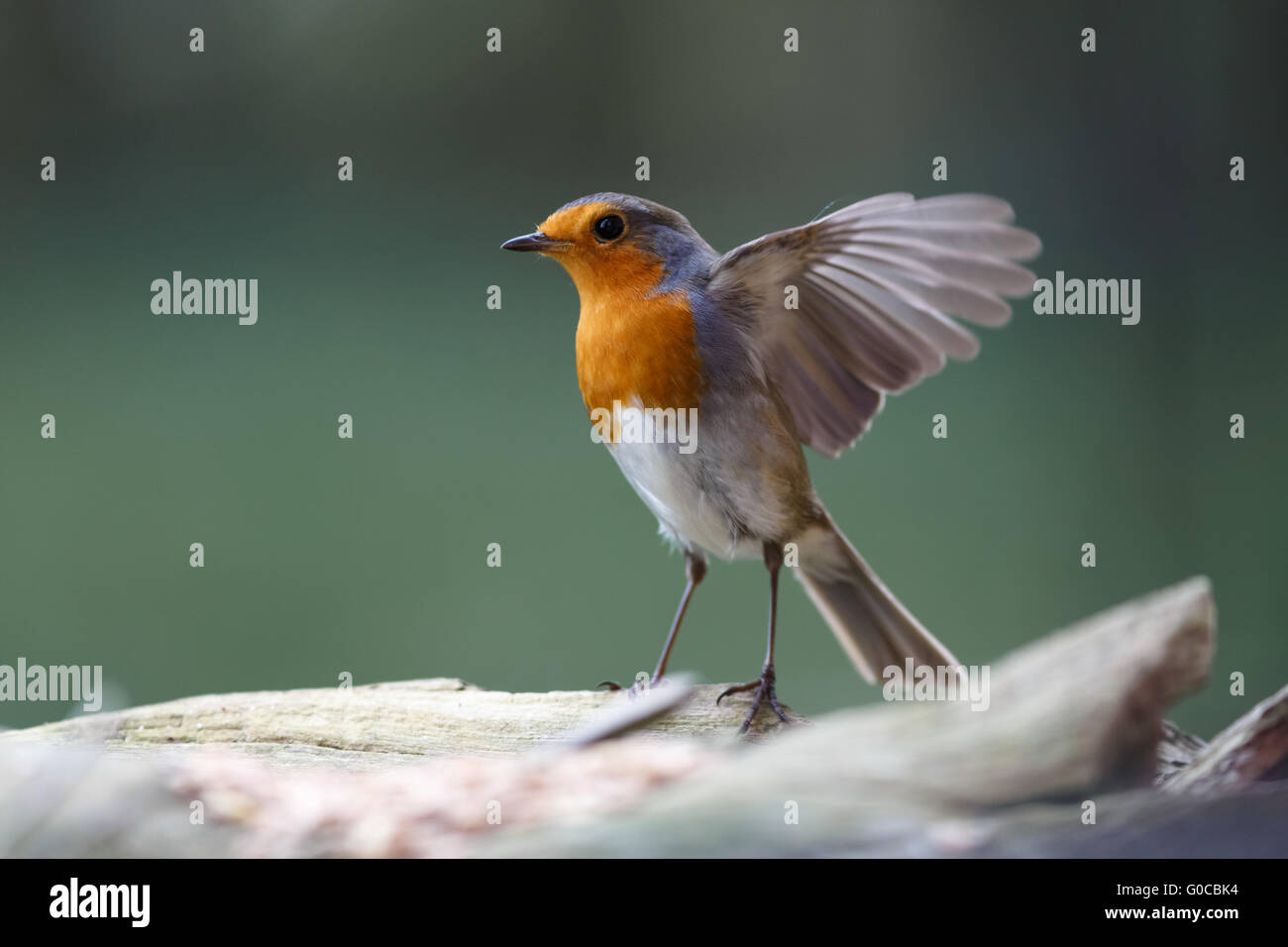 Red chest robin hi-res stock photography and images - Alamy