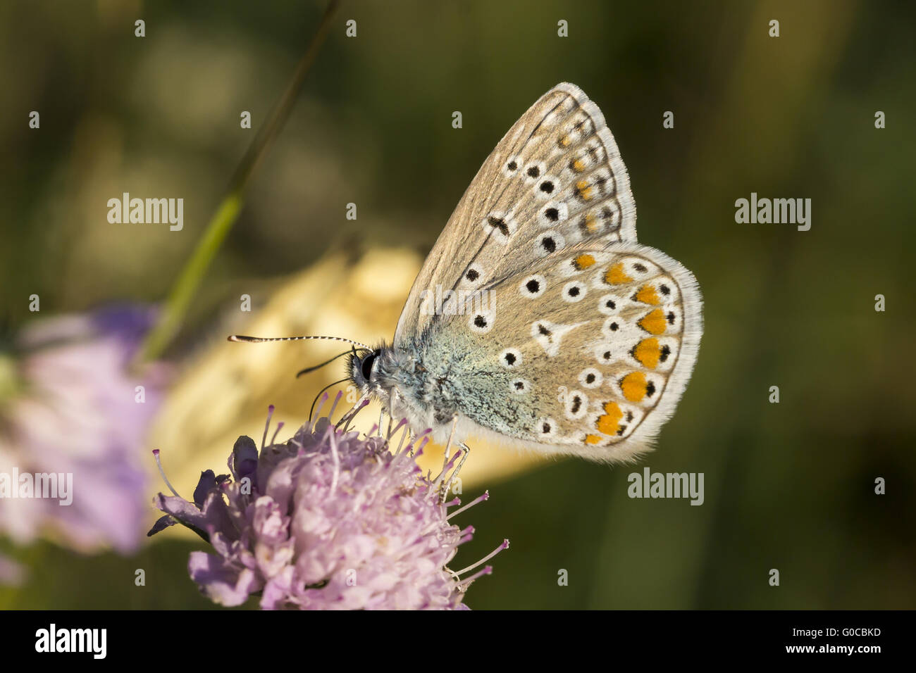 Polyommatus icarus, Common Blue butterfly, Germany Stock Photo - Alamy