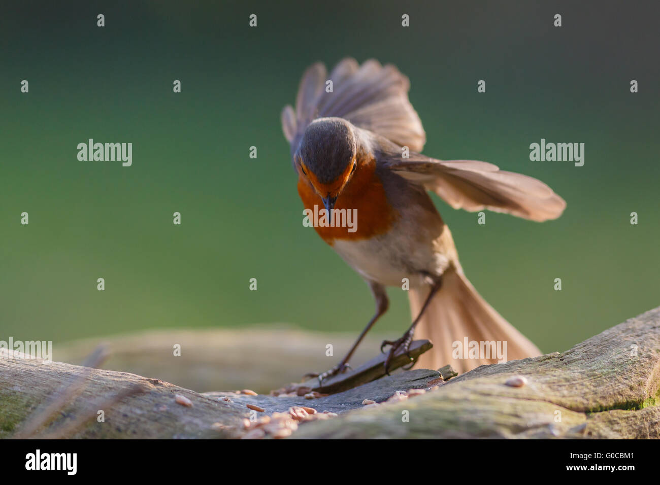 Throat And Chest High Resolution Stock Photography and Images - Alamy