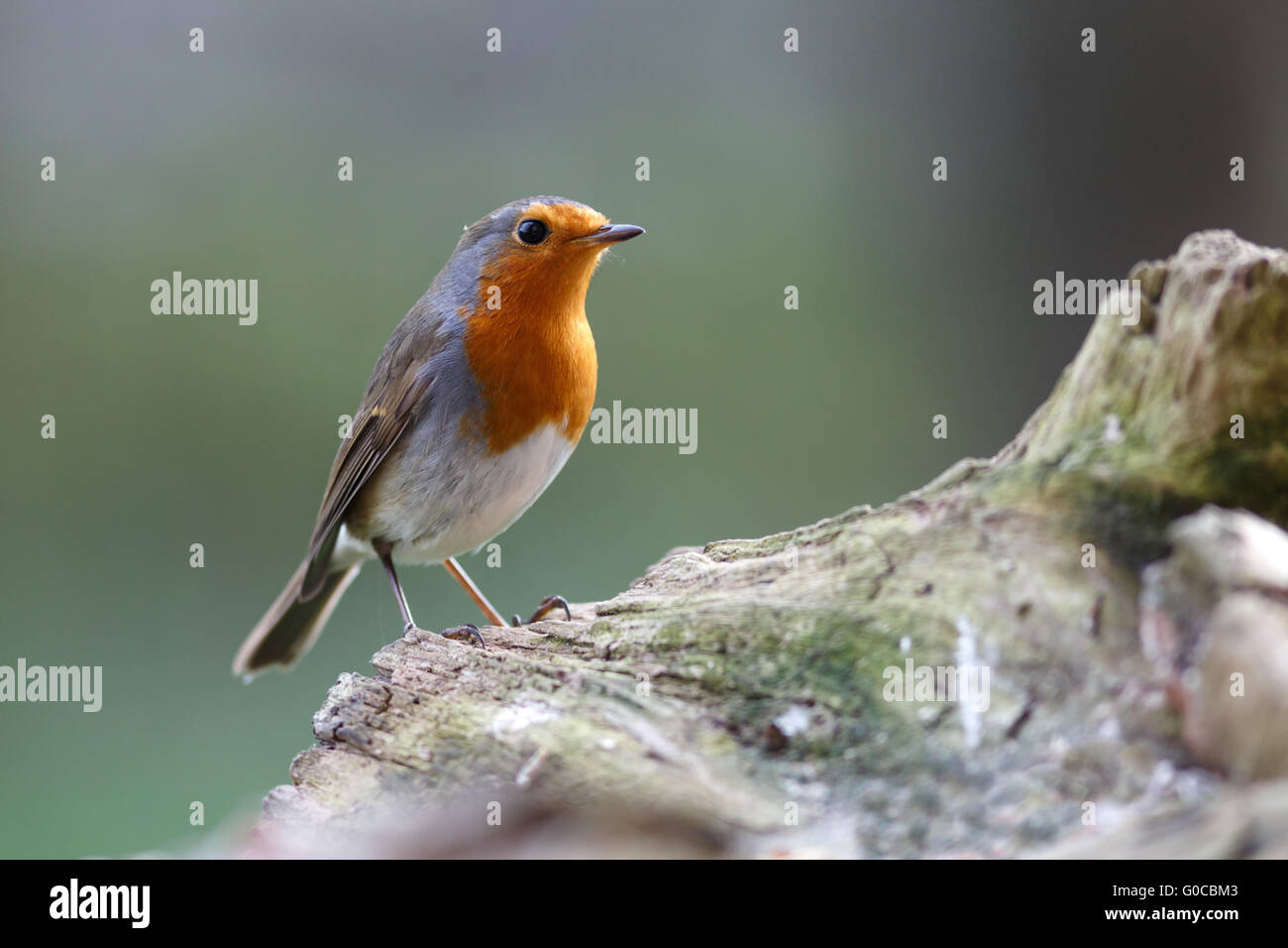 Red chest robin hi-res stock photography and images - Alamy