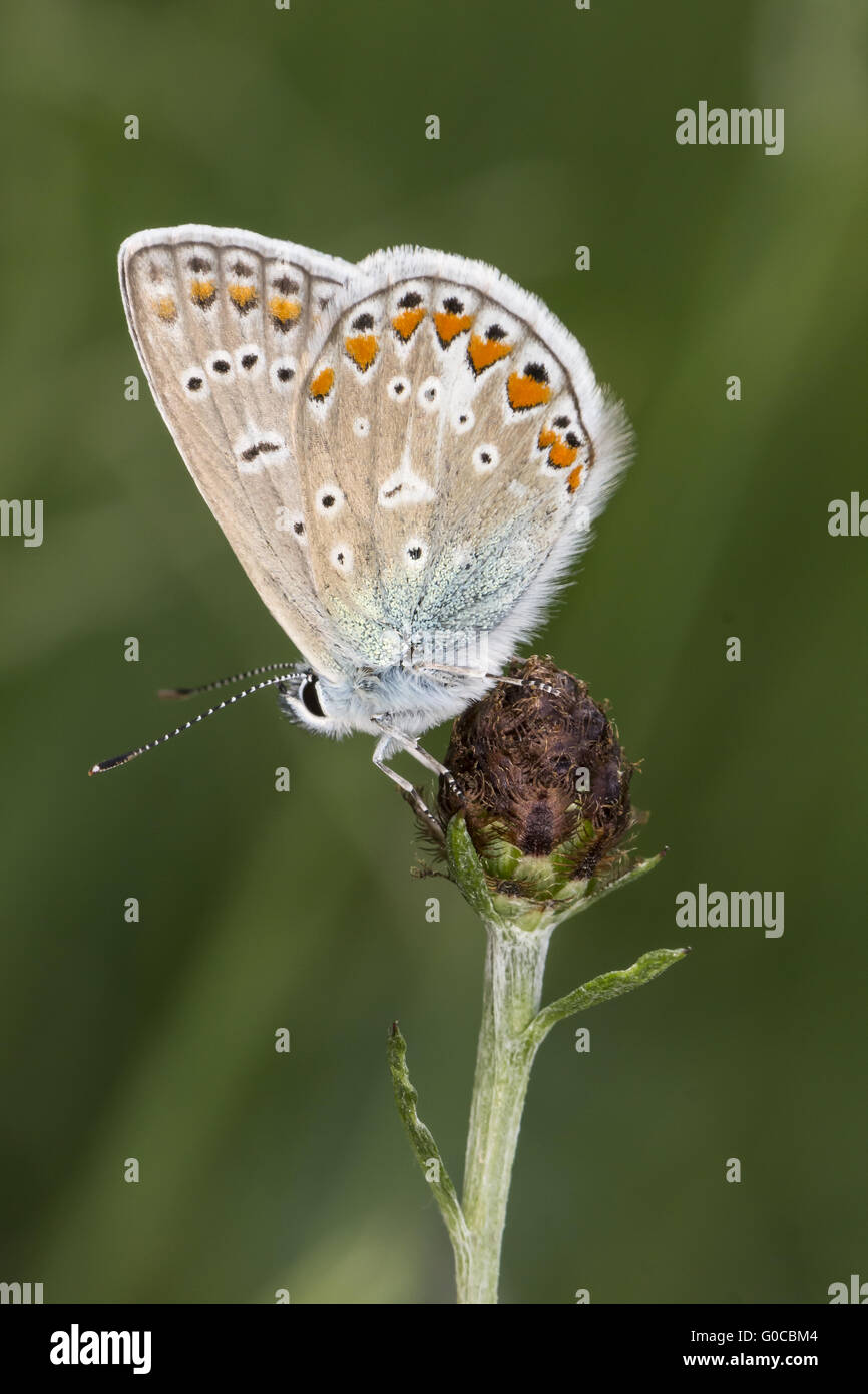 Polyommatus icarus, Common Blue butterfly, Germany Stock Photo - Alamy