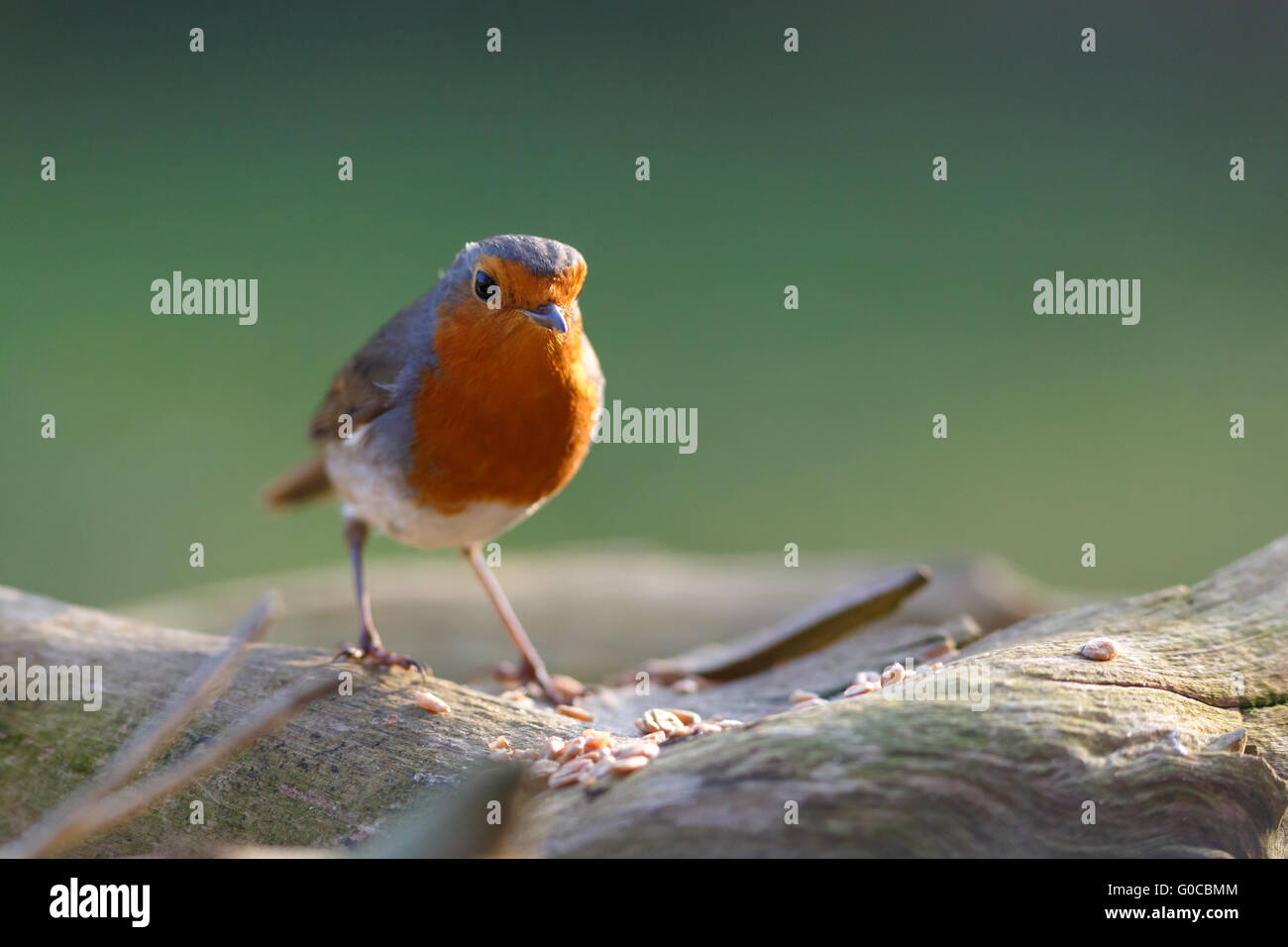 Red chest robin hi-res stock photography and images - Alamy