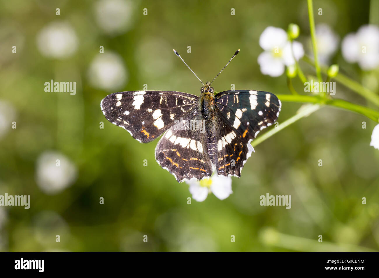 Araschnia levana, The Map Butterfly from Germany Stock Photo - Alamy
