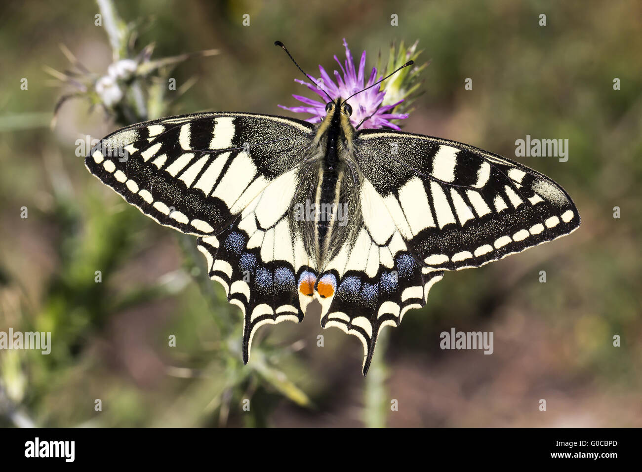 Papilio machaon, Swallowtail butterfly from Europe Stock Photo - Alamy