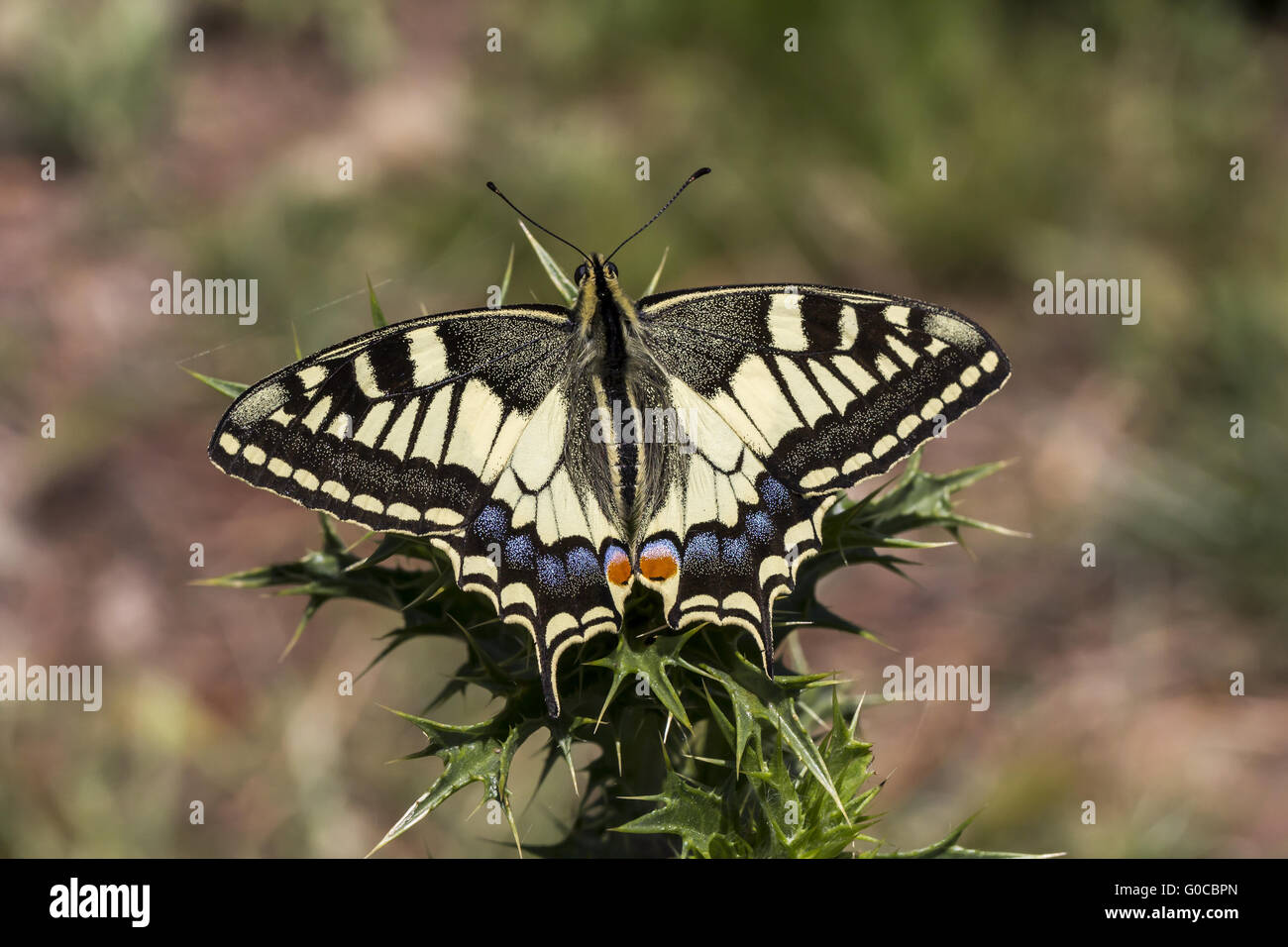 Papilio machaon, Swallowtail butterfly from Europe Stock Photo - Alamy